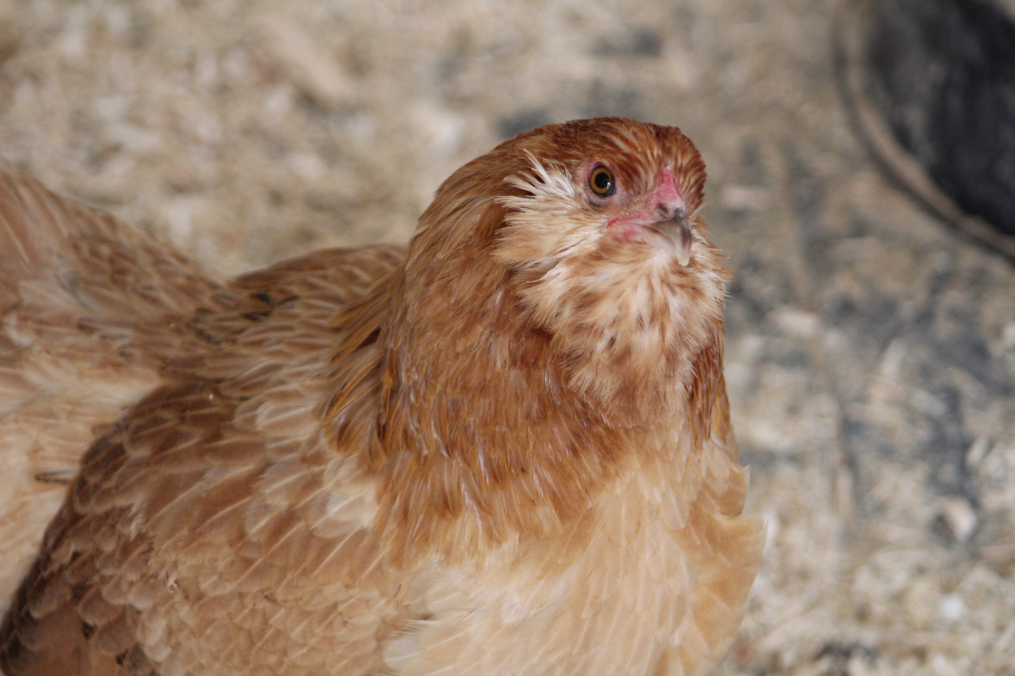 Domestic Fowl – Farmography