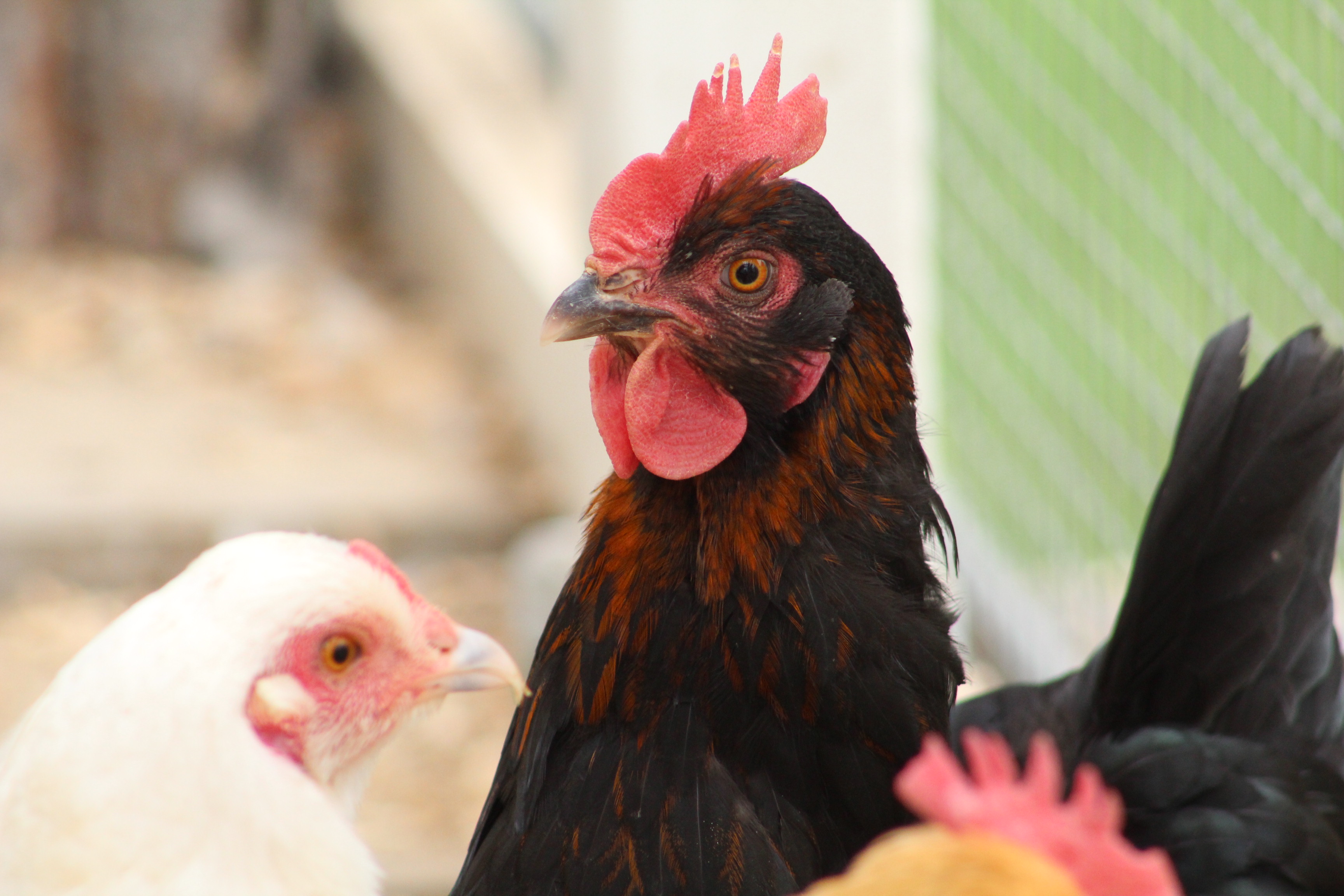 Domestic Fowl – Farmography