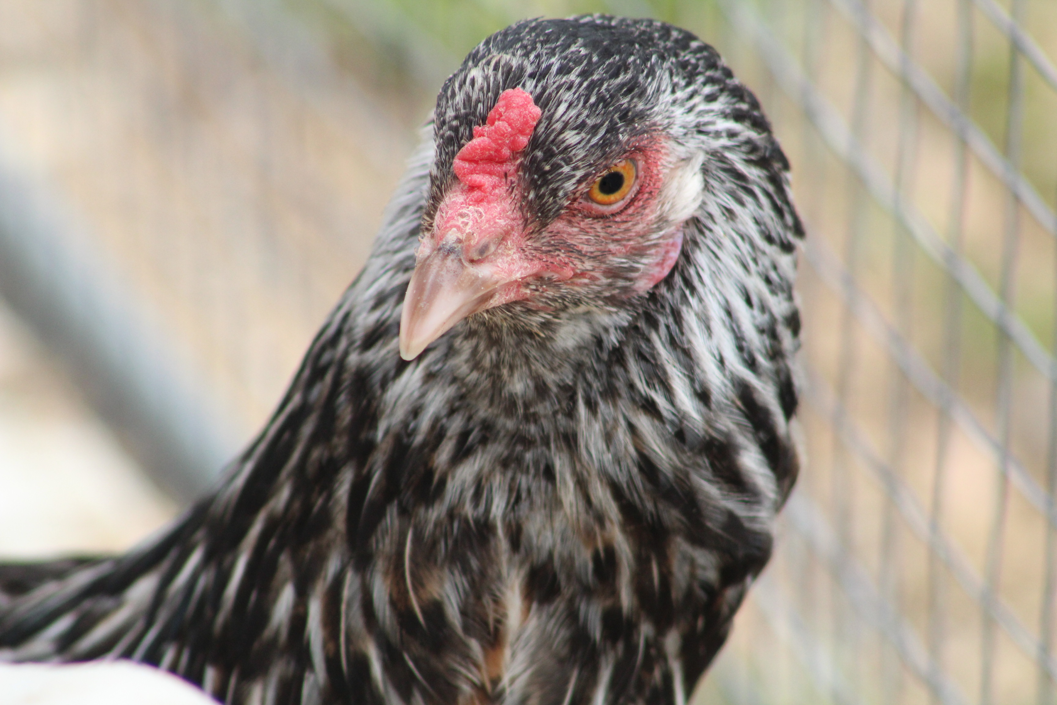 Domestic Fowl – Farmography