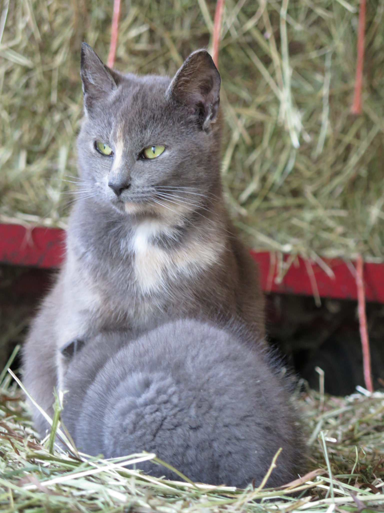 Farm Cats – Farmography